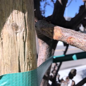 SOLANO SHADE TREE - Updated September 2025 - 18 Reviews - Vacaville ...