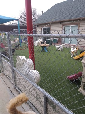 DOGS RULE RESORT - 36 Photos & 41 Reviews - 2501 Pecan St, Carrollton ...