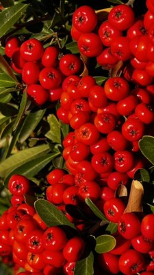 INDIAN HEALTH COUNCIL - Updated December 2025 - 50100 Golsh Rd, Valley ...