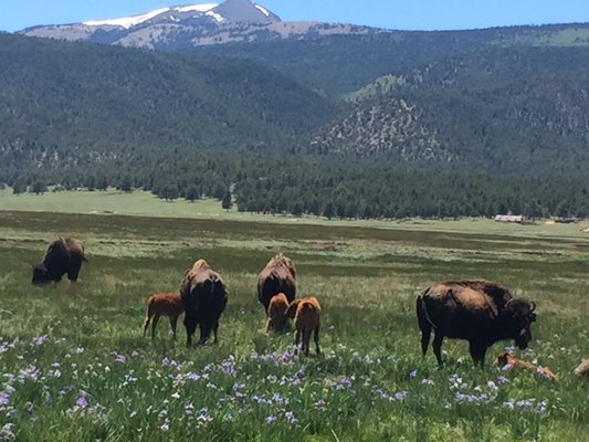 VERMEJO PARK RANCH - Updated April 2025 - 11 Photos - 40 Miles W Hwy ...