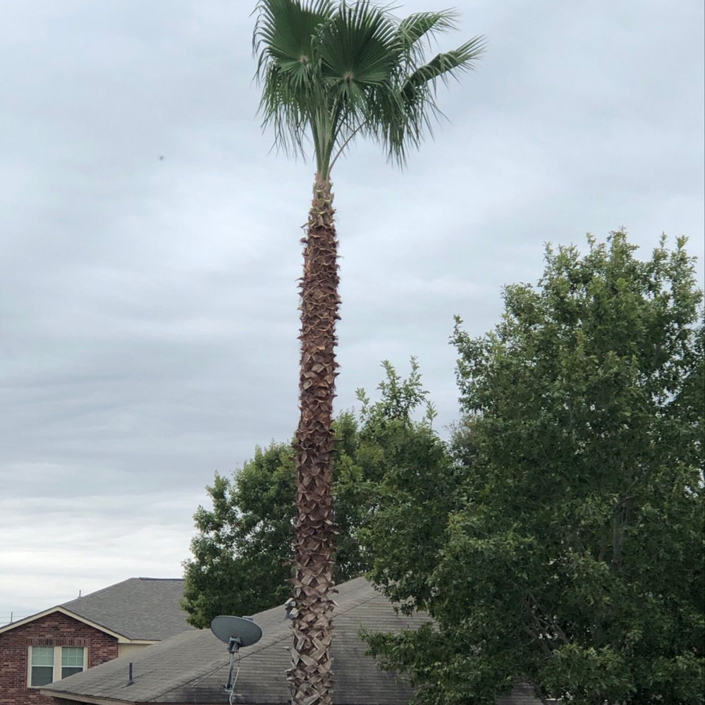 JESUS LUNA TREE SERVICE - Updated October 2025 - 12 Photos - San ...