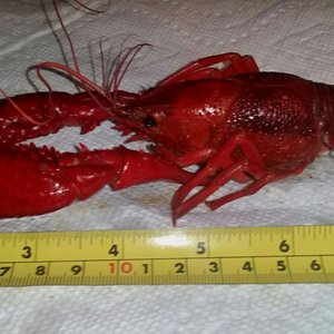 KYLE LEBLANC CRAWFISH FARMS - 10 Photos & 10 Reviews - 302 St Peter St ...