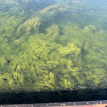 LAKESIDE COFFEE BAR - Updated December 2024 - 194 Photos & 67 Reviews ...