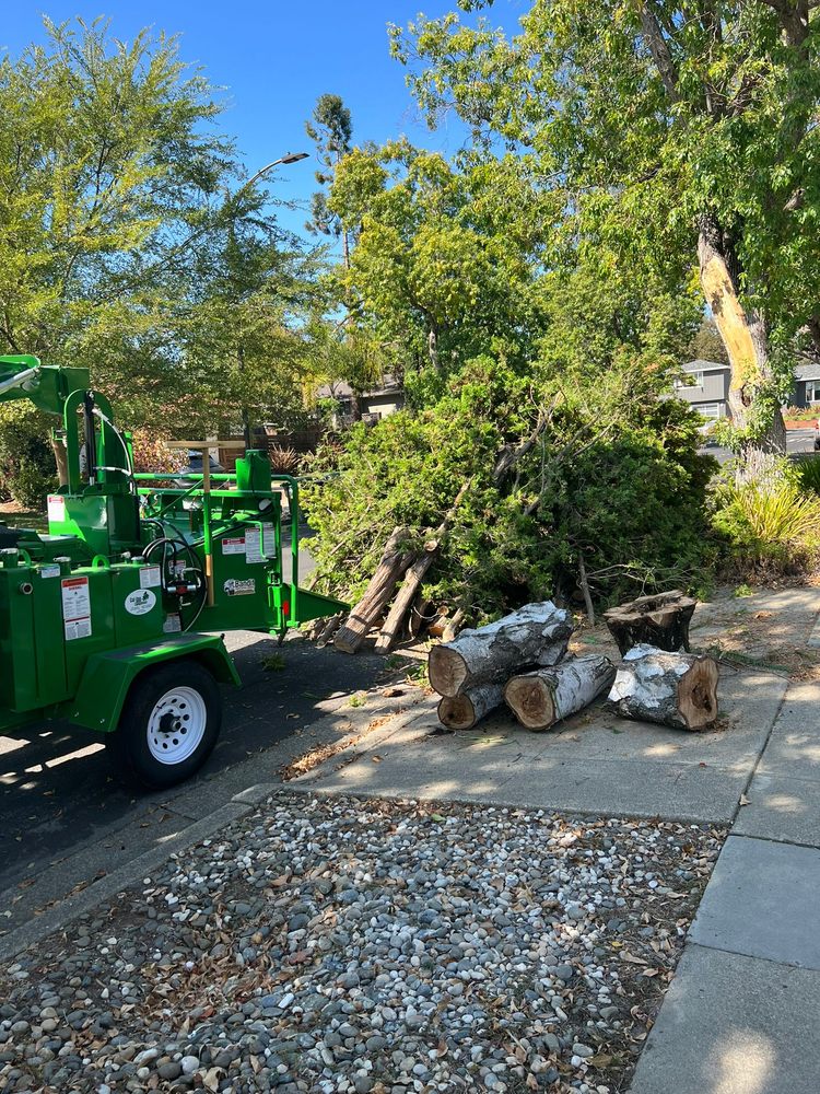 J CARLOS TREE SERVICES - 18 Photos - Redwood City, California - Tree ...