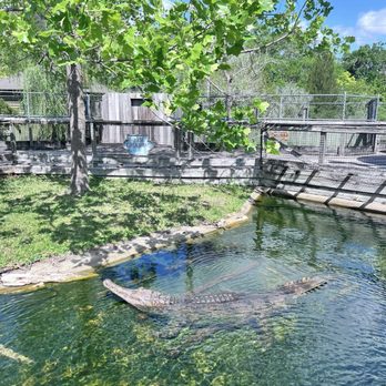 ALLIGATOR ADVENTURE - Updated August 2025 - 701 Photos & 227 Reviews ...