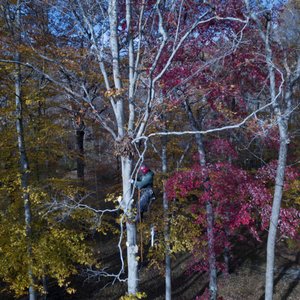JL TREE SERVICE - Updated December 2024 - 96 Photos & 129 Reviews ...
