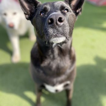 RUFF HOUSE PET RESORT - Updated March 2025 - 222 Photos & 201 Reviews ...