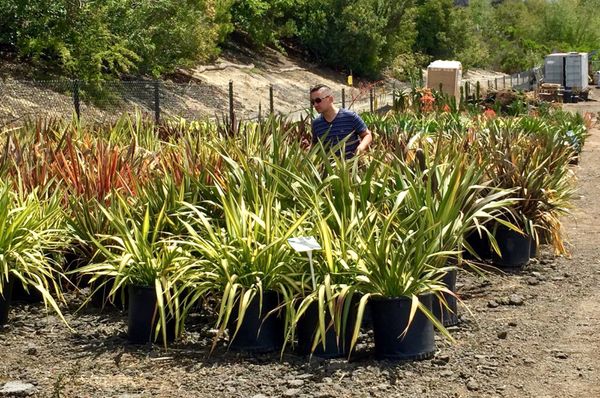 BRIGGS NURSERY & TREE - 100 Photos & 74 Reviews - Nurseries & Gardening ...