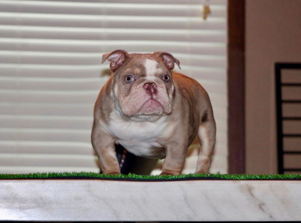 GARCIA’S BULLDOGS - Updated February 2025 - Lynwood, California - Pet ...