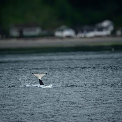 PUGET SOUND EXPRESS - 101 Photos & 42 Reviews - 459 Admiral Way ...