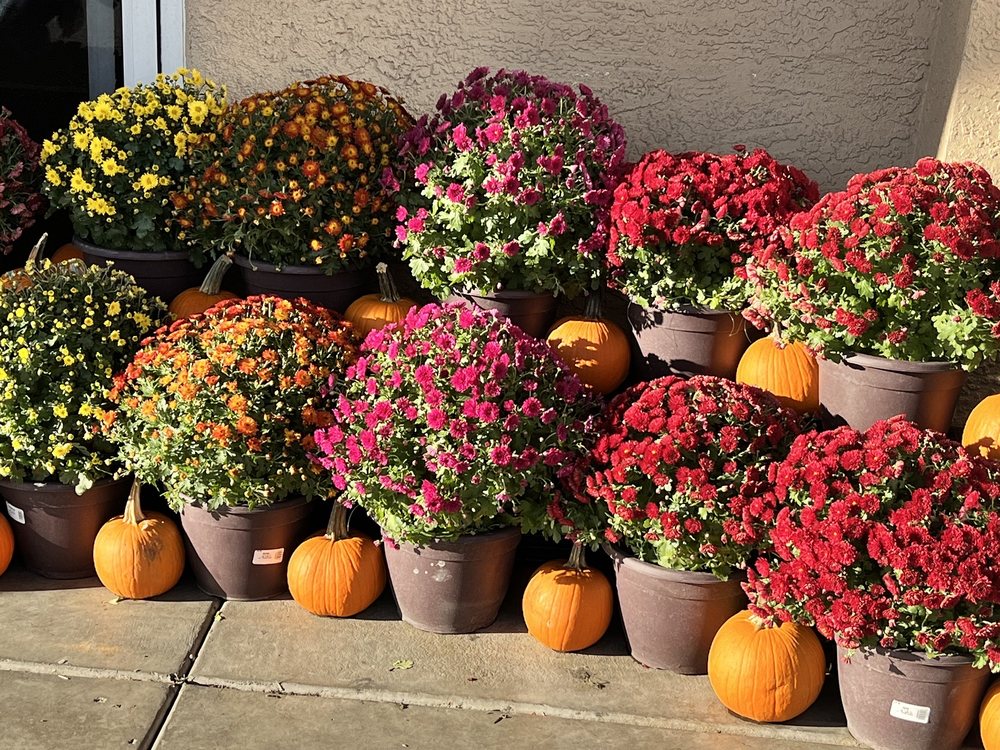 ALBERTSONS MARKET - Updated October 2025 - 24 Photos & 36 Reviews - 721 ...