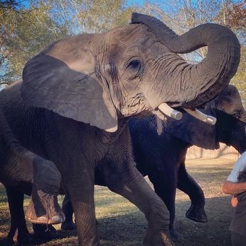 EAST TEXAS ELEPHANT EXPERIENCE - Updated July 2025 - 49 Photos & 11 ...