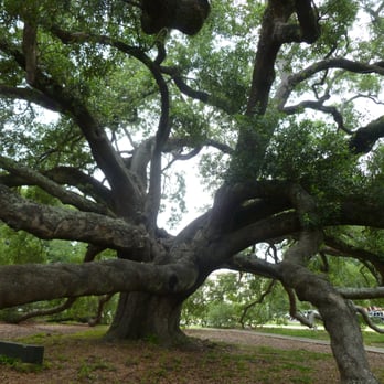 FRIENDSHIP OAK AT THE UNIVERSITY OF SOUTHERN MISSISSIPPI - Updated ...