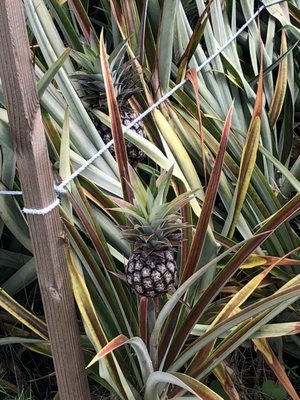 KAUAI SUGARLOAF PINEAPPLE - 49 Photos & 28 Reviews - Anahola, Hawaii ...