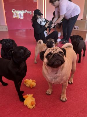 CUPPA PUG - Updated November 2024 - 28 Photos - 607 W 9th Ave ...