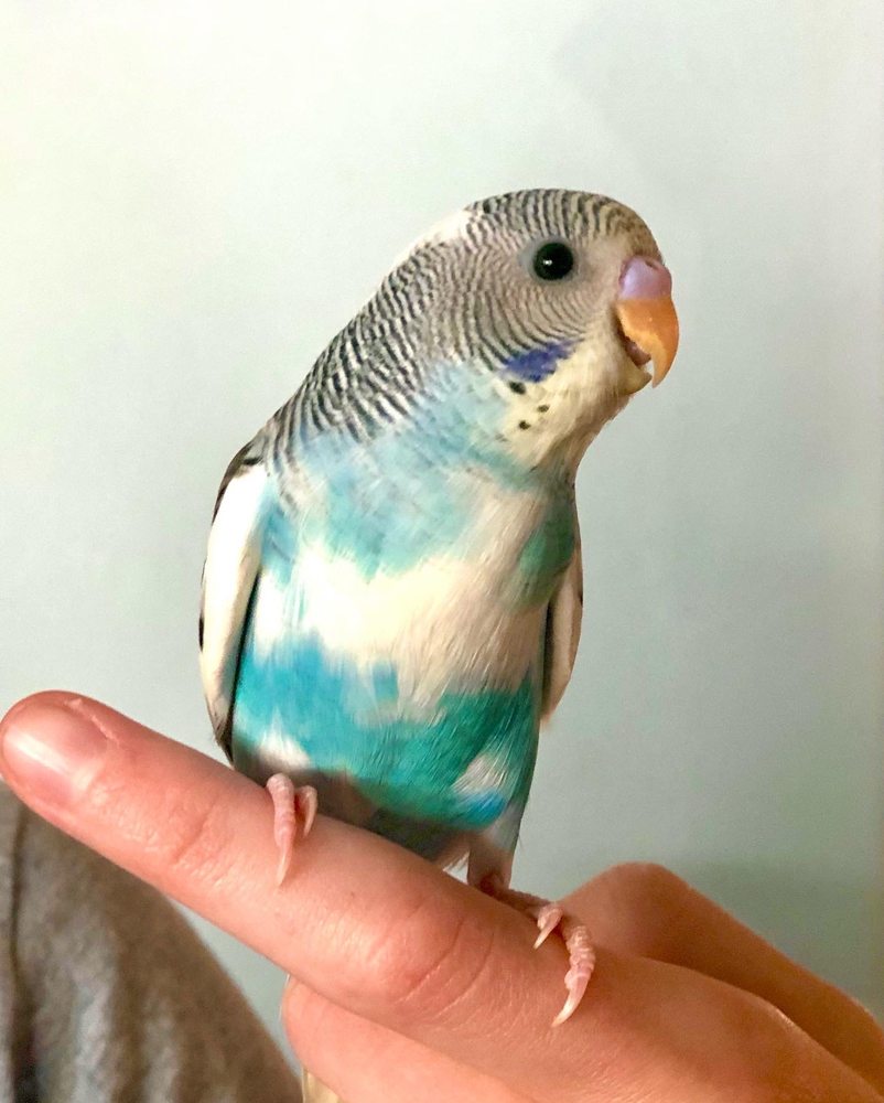 THE FEATHER FARM - Updated August 2024 - 12 Photos & 24 Reviews - 1183 ...