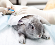 CENTER LINE VETERINARY HOSPITAL - Updated November 2025 - 27 Photos ...