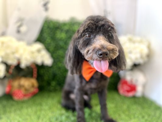 GG GRACE GROOMING - Updated January 2026 - 78 Photos & 10 Reviews ...