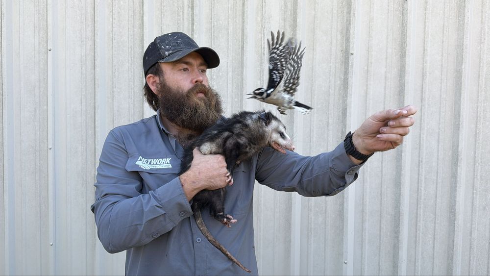 NETWORK PEST CONTROL - Updated May 2026 - 17 Photos - 11205 Meadow Lark ...