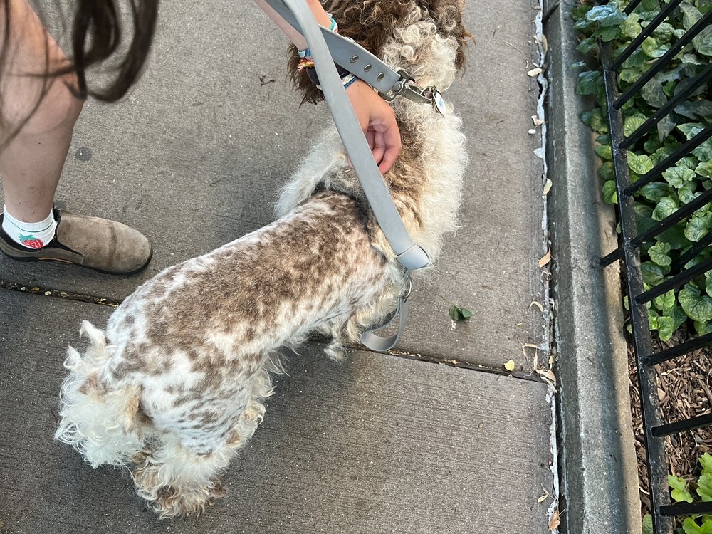 DOG HOUSE SPA - Updated April 2026 - 19 Photos & 34 Reviews - 24 E 97th ...