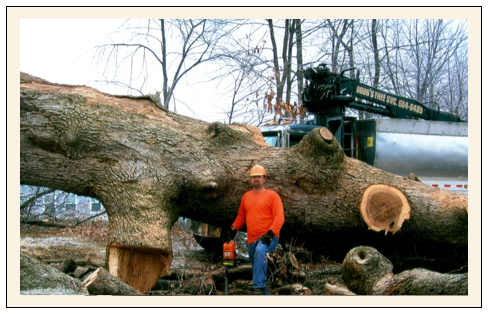 DOUG’S TREE SERVICE - Updated July 2025 - 1145 Ridge Ave, Columbia ...