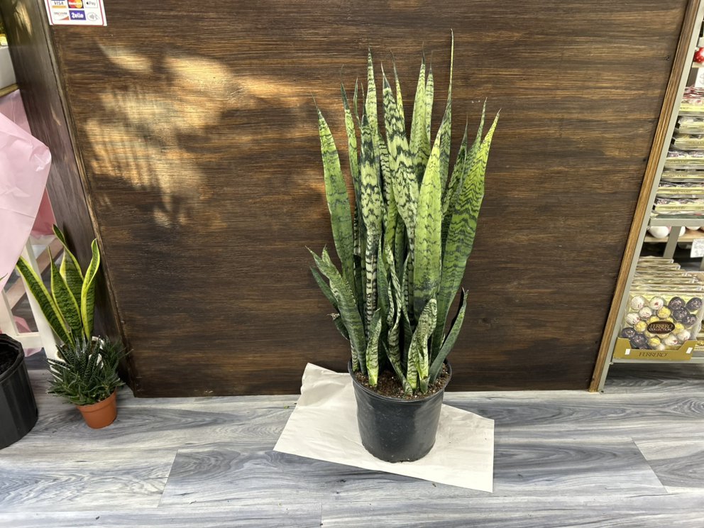 SANTOS FLOWERS - Updated October 2025 - 124 Photos - 453 Lexington Ave ...