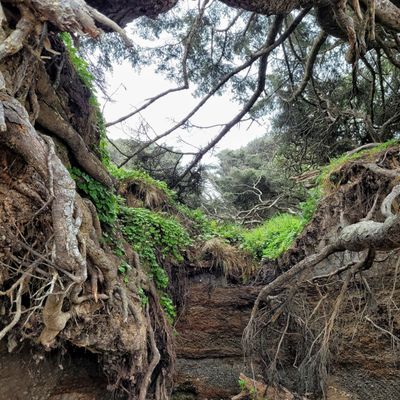 TREE OF LIFE - Updated September 2024 - 43 Photos & 17 Reviews - 101 ...