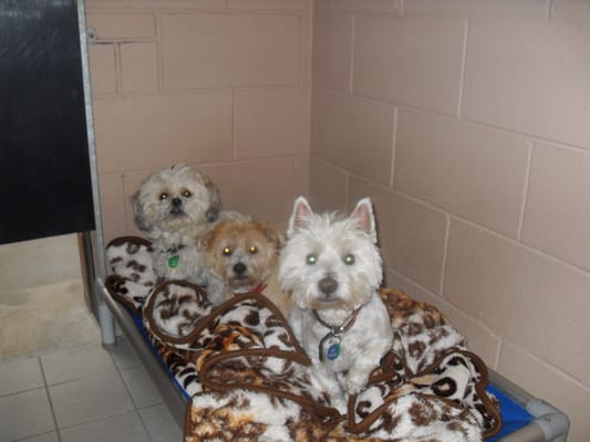 BIRCH BARK BOARDING KENNELS & CATTERY - Updated September 2024 - 19 ...