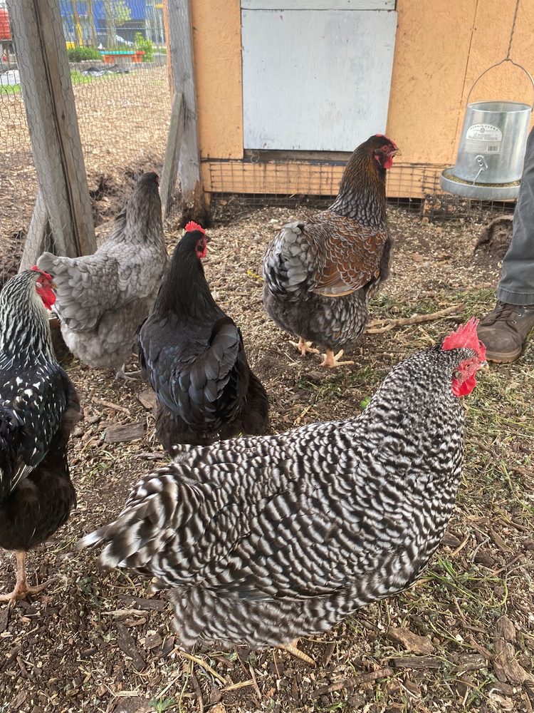 RED HOOK COMMUNITY FARM - Updated June 2024 - 12 Photos - 103 Otsego St ...