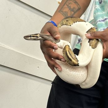 REPTILE RON ANIMAL PRESENTATIONS - Updated December 2025 - 44 Photos ...