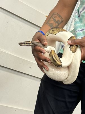 REPTILE RON ANIMAL PRESENTATIONS - Updated December 2025 - 44 Photos ...