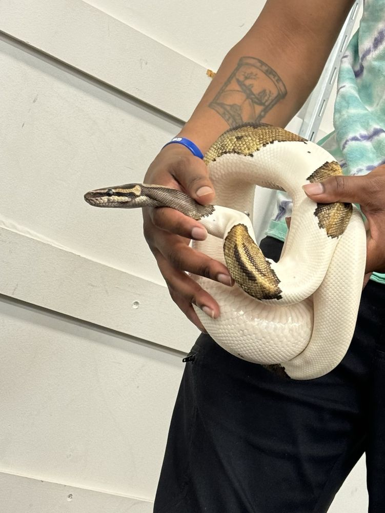 REPTILE RON ANIMAL PRESENTATIONS - Updated December 2025 - 44 Photos ...