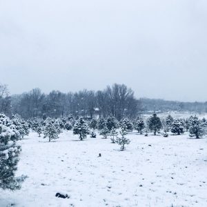 SNICKERS GAP CHRISTMAS TREE FARM - TEMP. CLOSED - Updated January 2025 ...