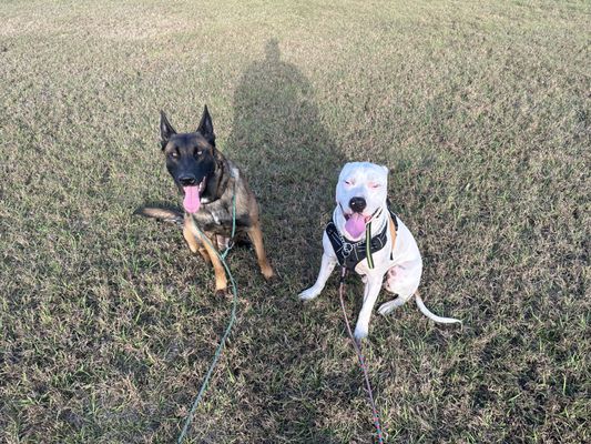 OMAR’S DOG TRAINING - Updated January 2025 - 24 Photos - Merritt Island ...