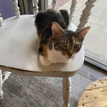 PHX CAT CAFE - Updated December 2024 - 489 Photos & 144 Reviews - 147 E ...