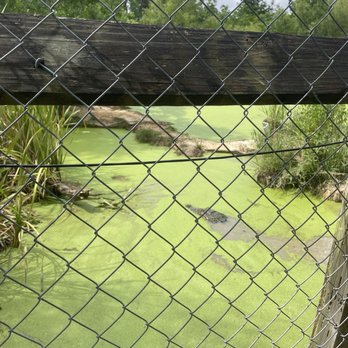 GULF COAST GATOR RANCH & TOURS - Updated December 2025 - 241 Photos ...