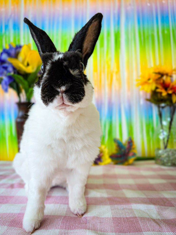 SUNSHINE RABBIT CENTER - Updated December 2025 - 60 Photos & 26 Reviews ...