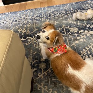 HAPPY SPA DOGS MOBILE GROOMING - 620 Photos & 854 Reviews - Orange ...