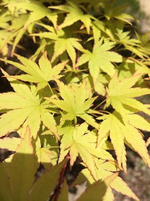 MYTOI JAPANESE GARDENS - Updated November 2025 - 19 Photos - 41 Dike Rd ...