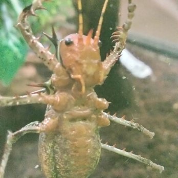 VICTORIA BUG ZOO - Updated December 2025 - 130 Photos & 123 Reviews ...