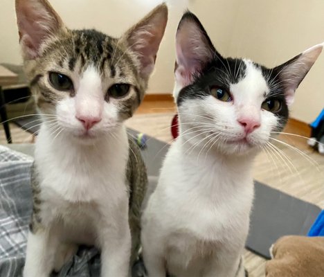 FLORIDA HUMANE SOCIETY - Updated July 2025 - 44 Photos & 55 Reviews ...