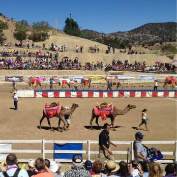 INTERNATIONAL CAMEL & OSTRICH RACES - Updated November 2025 - 31 Photos ...