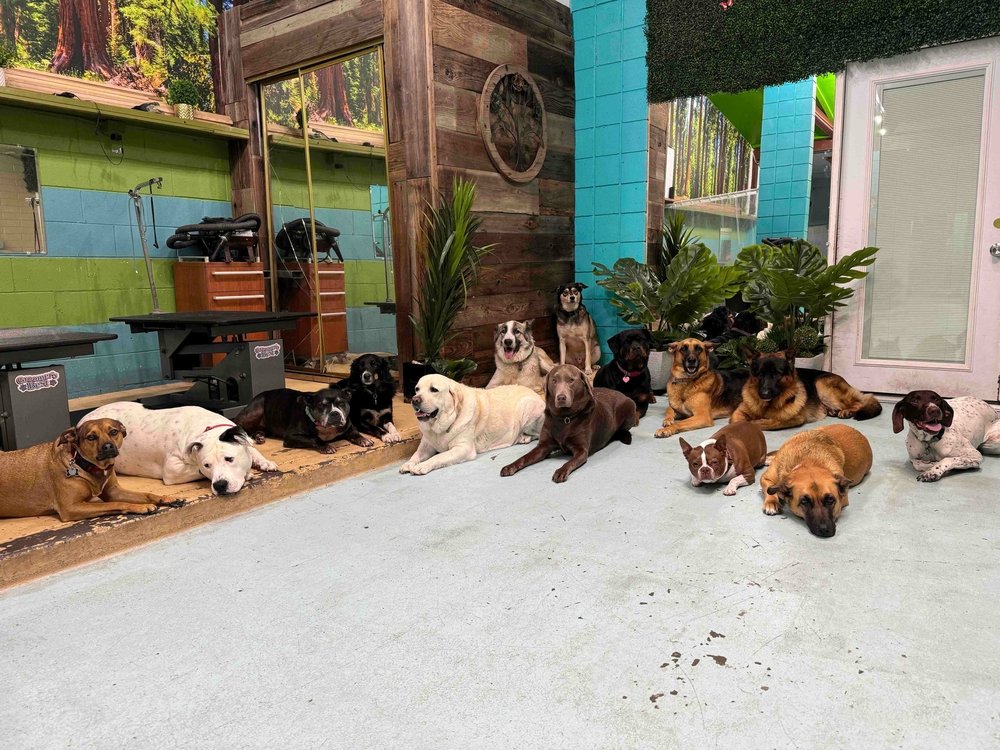 DOG OVER BREED - Updated September 2025 - 50 Photos & 47 Reviews ...