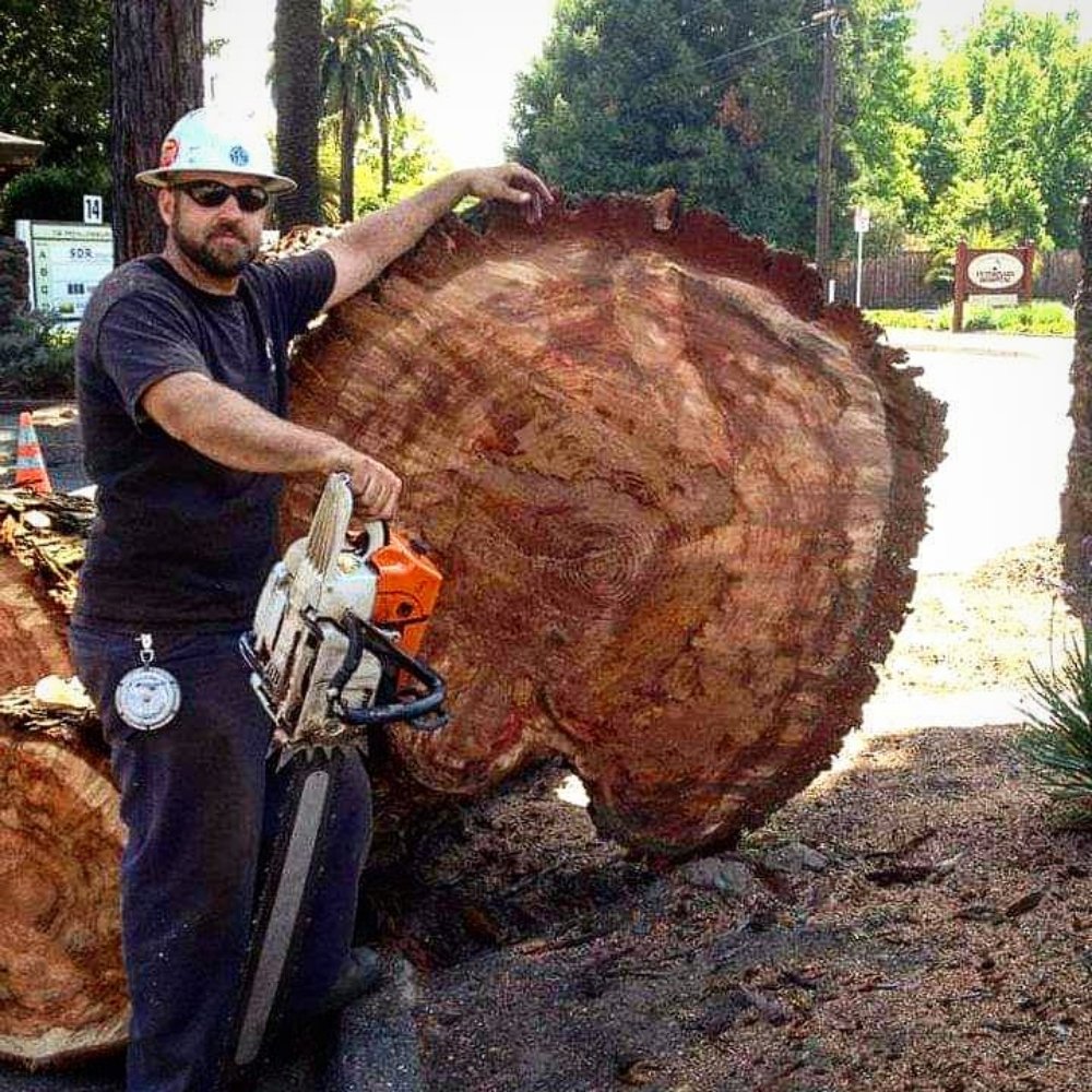 BURKE TREE SERVICE - Updated November 2024 - Lewiston, Idaho - Tree ...