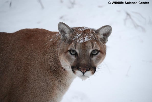 WILDLIFE SCIENCE CENTER - Updated August 2025 - 14 Photos - 22830 ...