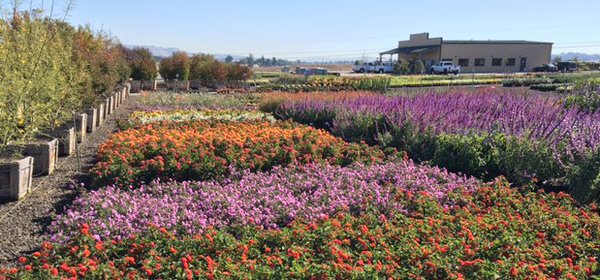 DEVIL MOUNTAIN WHOLESALE NURSERY - PETALUMA - Updated October 2025 ...
