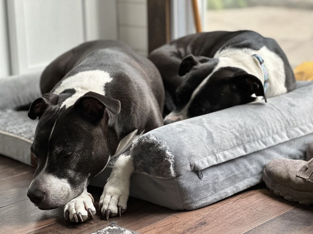 VERONA STREET ANIMAL SOCIETY - Updated January 2026 - 17 Photos & 26 ...