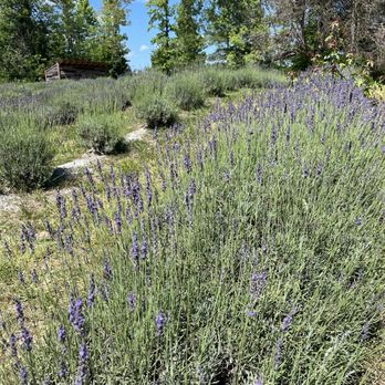 ELF LEAF FARM - Updated September 2025 - 10 Photos - 141 N Campbell Rd ...