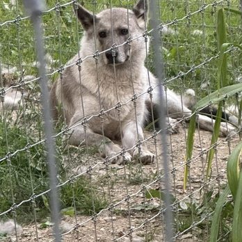THE WOLF SANCTUARY OF PA - Updated October 2025 - 287 Photos & 134 ...