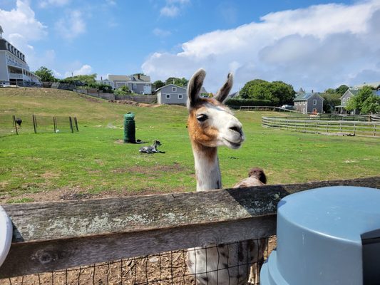 MANISSES ANIMAL FARM - Updated December 2025 - 61 Photos & 29 Reviews ...